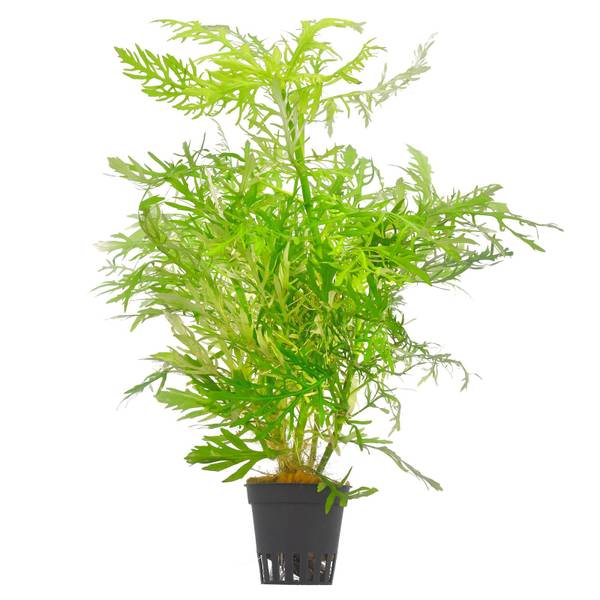 Akvarie planter i potte - Akvarieboden