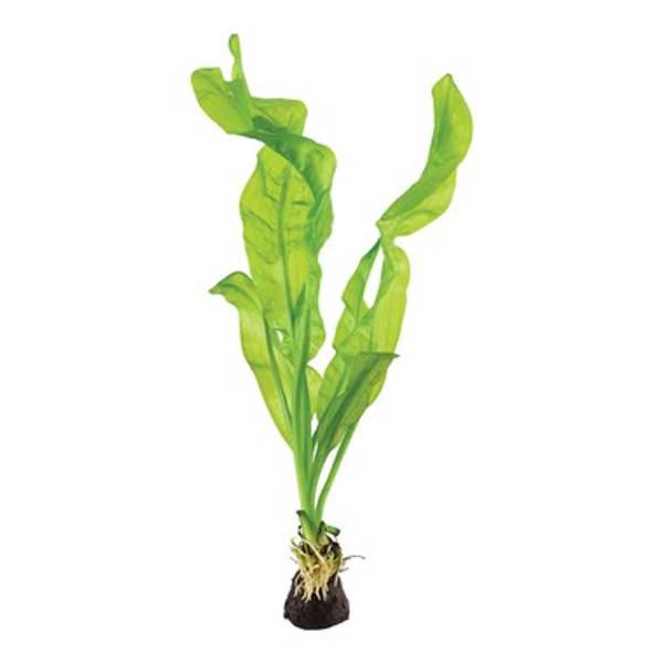 Bucephalandra Blue green - Akvarieboden