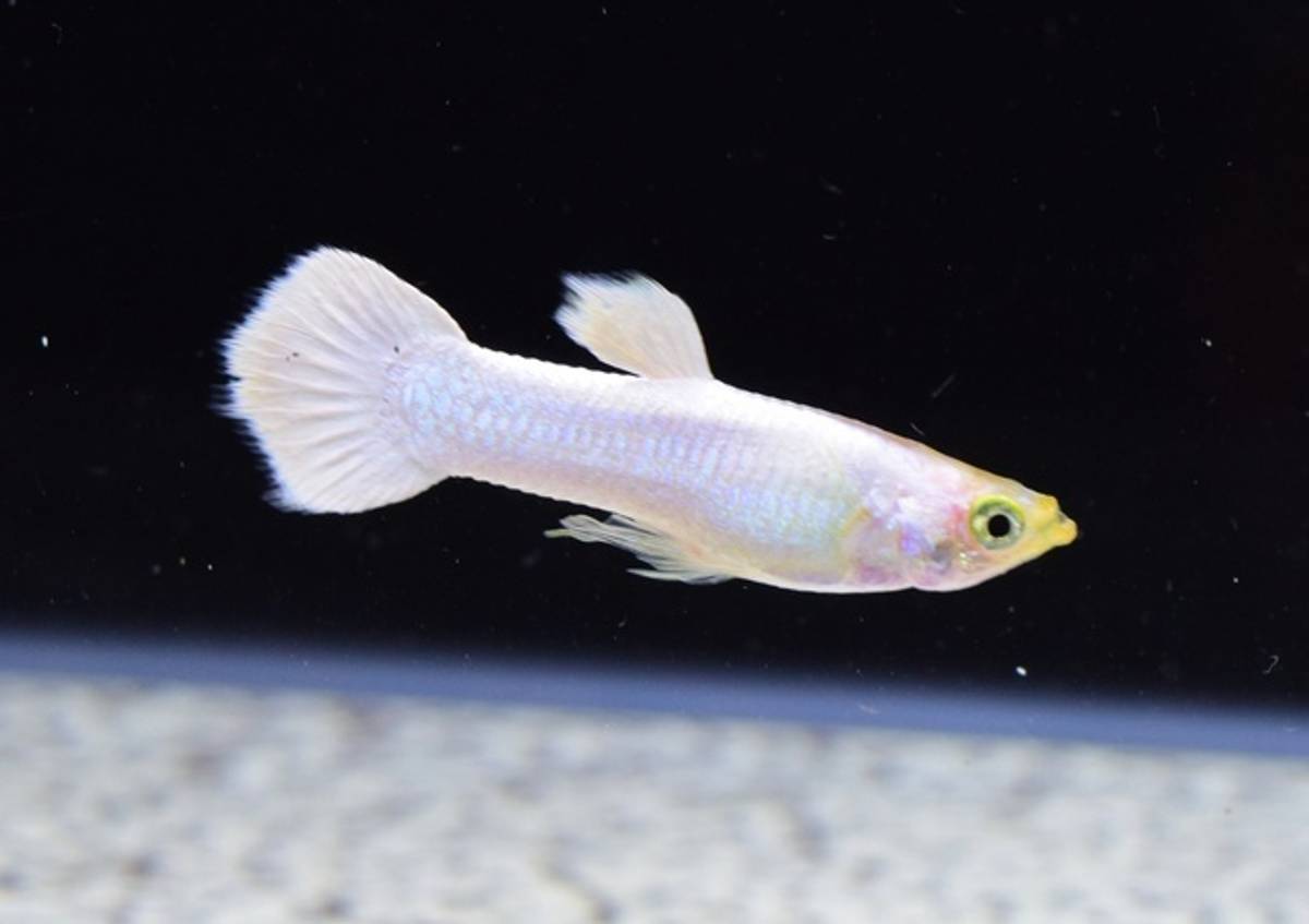 Guppy snow white Par - Akvarieboden