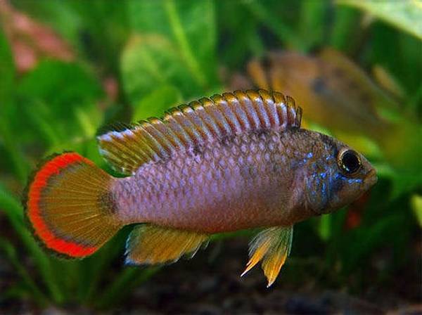 Apistogramma sp. "abacaxis" - Akvarieboden