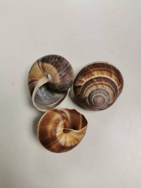 Hugo Sneglehus Tub 3 350G - Akvarieboden