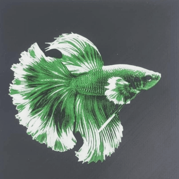 AB Betta Splendens Yellow/green Halfmoon 20x20cm - Akvarieboden
